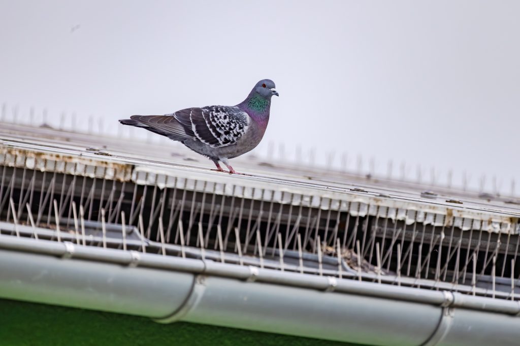Pigeons Under Solar Panels - Opkill Arizona
